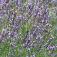 RedCrocus Phenomenal French Lavender Herb - Fragrant, Pollinator ...