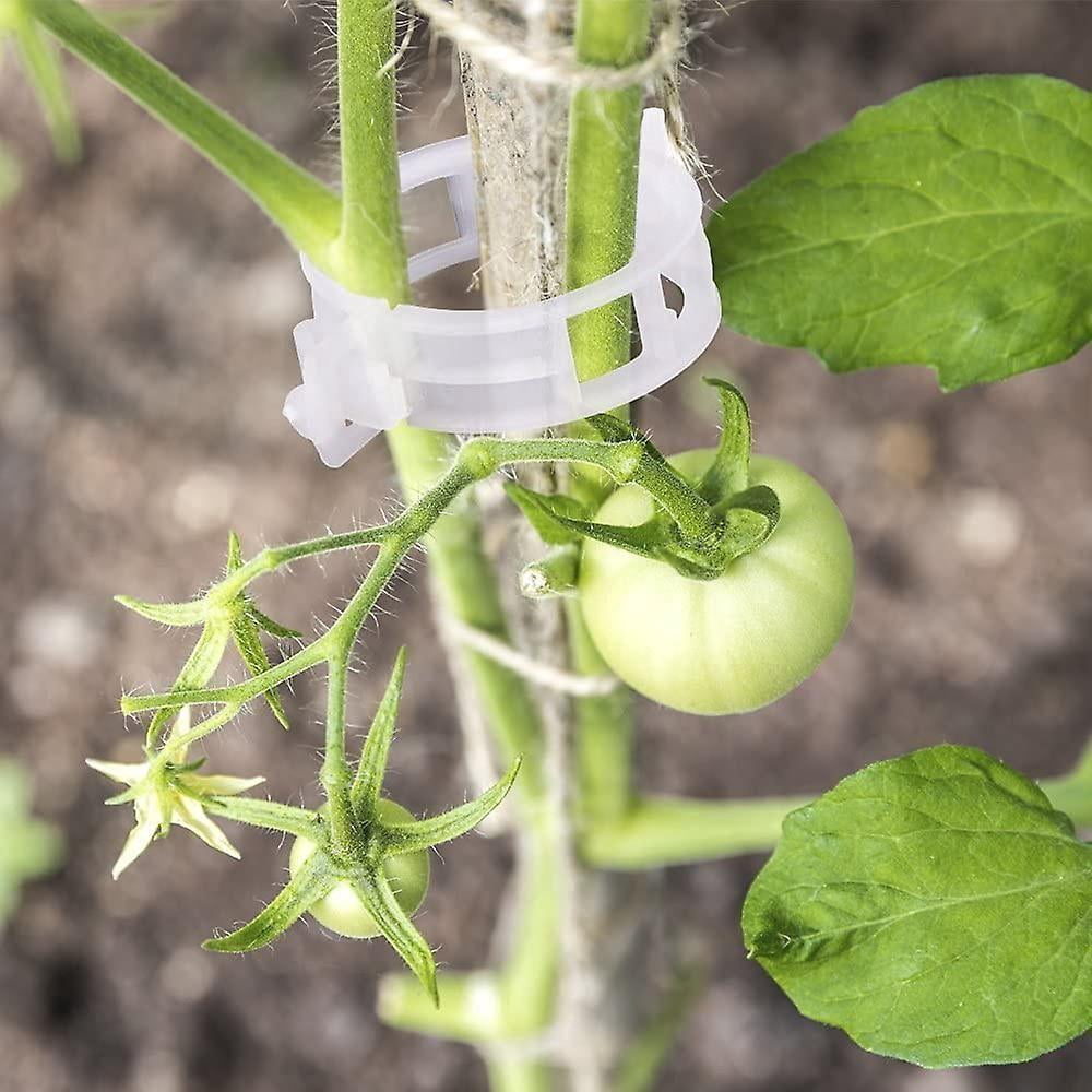 BRILLAR 100 clips para tomates blancos: sujeta de forma segura plantas ...