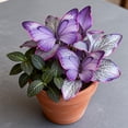 Butterfly Flower Hostas Bulbs For Planting Beautify Environment ...