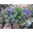 200 CALIFORNIA BLUEBELL (Wild Canterbury Bells / Desert Blue Bell ...