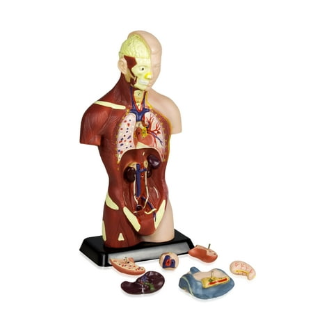 Vision Scientific VAT105 Sexless Human Torso | 7 Removable Parts ...