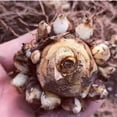 Beautiful Brilliant Tuberose-Ornamental Gift-Garden Home Decoration ...