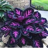 25 Purple Tip Calathea Couture Flower Seeds for Planting - Exotic ...