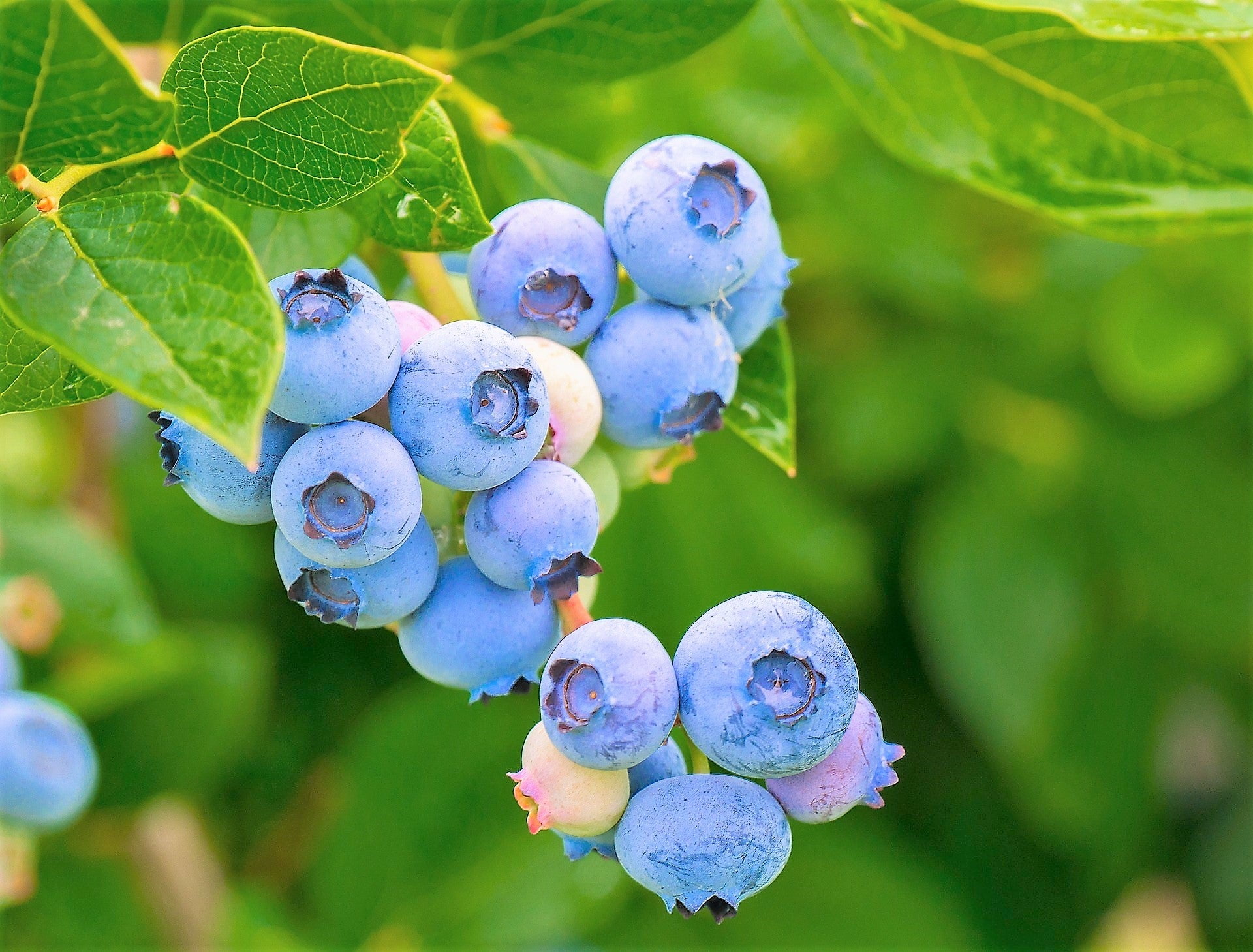 50 Southern Highbush Blueberry Pre Stratified Vaccinium Corymbosum Blue