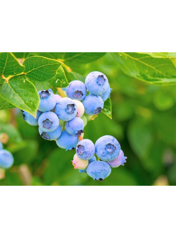 Blueberry Seeds in Seed Gardening - Walmart.com