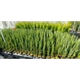 Juniper Scopulorum, Skyrocket Evergreen Tree, 4 Inch Pot - Walmart.com