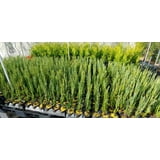 Juniper Scopulorum, Skyrocket Evergreen Tree, 4 Inch Pot - Walmart.com