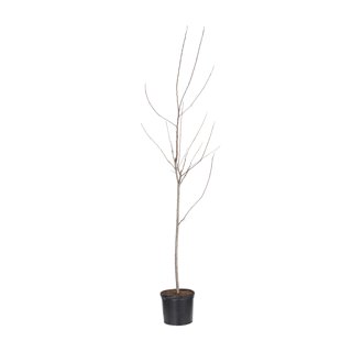 Black Hills Spruce Live Evergreen Tree grown in a 2.50 Quart Pot (1 ...