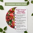 Flowering Quince Plant in 4'' Pot, 3–6 Inch Tall Chaenomeles Shrub ...