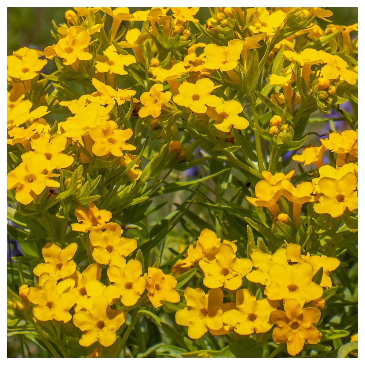 Everwilde Farms - 1 lb Hairy Puccoon Native Wildflower Seeds - Gold ... Everwilde Farms - 1 lb Hairy Puccoon Native Wildflower Seeds - Gold ...