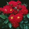 Robusta Rugosa Rose by Heirloom Roses - Live Red Rose Bush - Walmart.com