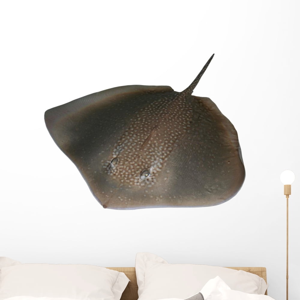 Stingray Wall Decal Sticker by Wallmonkeys Vinyl Peel and Stick Graphic ...