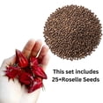 25 Red Hibiscus Roselle Seeds, Fast Growing Hibiscus Flowers, Jamaica ...