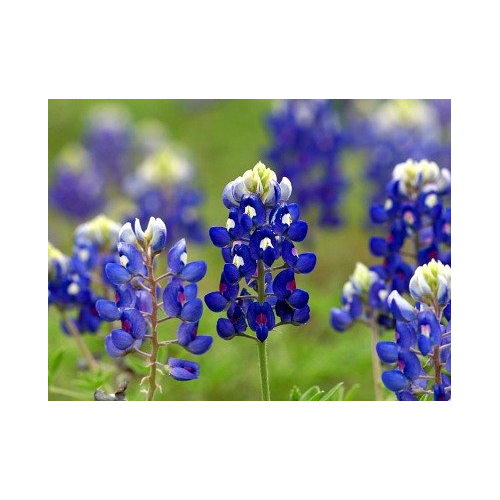 Lupine Texas Bluebonnet Nice Garden Flower by Seed Kingdom Bulk 5 Lb ...