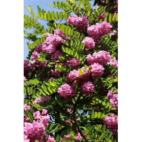 20 TRUE MYRTLE Myrtus Communis aka Common & Sweet Myrtle Fragrant White ...