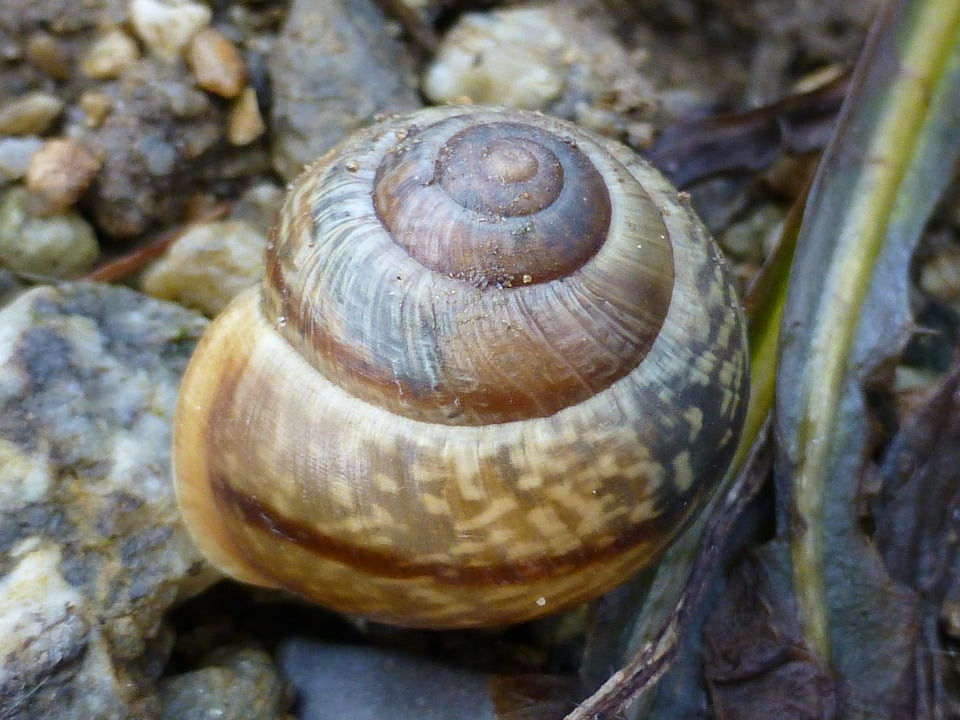 Mollusk