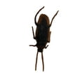 TheGag Fake Cockroaches, 144 Realistic Plastic Bugs, 3 Inch, Halloween ...