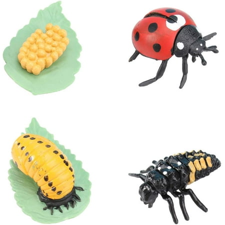 ICHUDAN 1 Set Life Cycle of a Ladybug, Realistic Insect Life Cycle ...