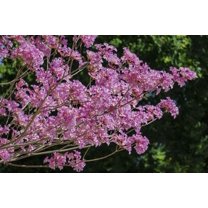 SEED PACK - -20 seeds- -Tropical Indian Trumpet Flower Tree -Rare ...
