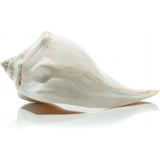 Seashell | 1 Off-White Polished Atlantic Whelk 7"-8" | Display & Beach ...