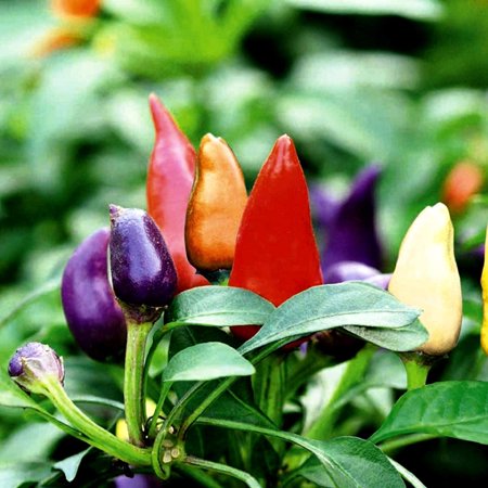 Hot Ornamental Pepper Masquerade Seeds for Planting up to 25 Seeds ...