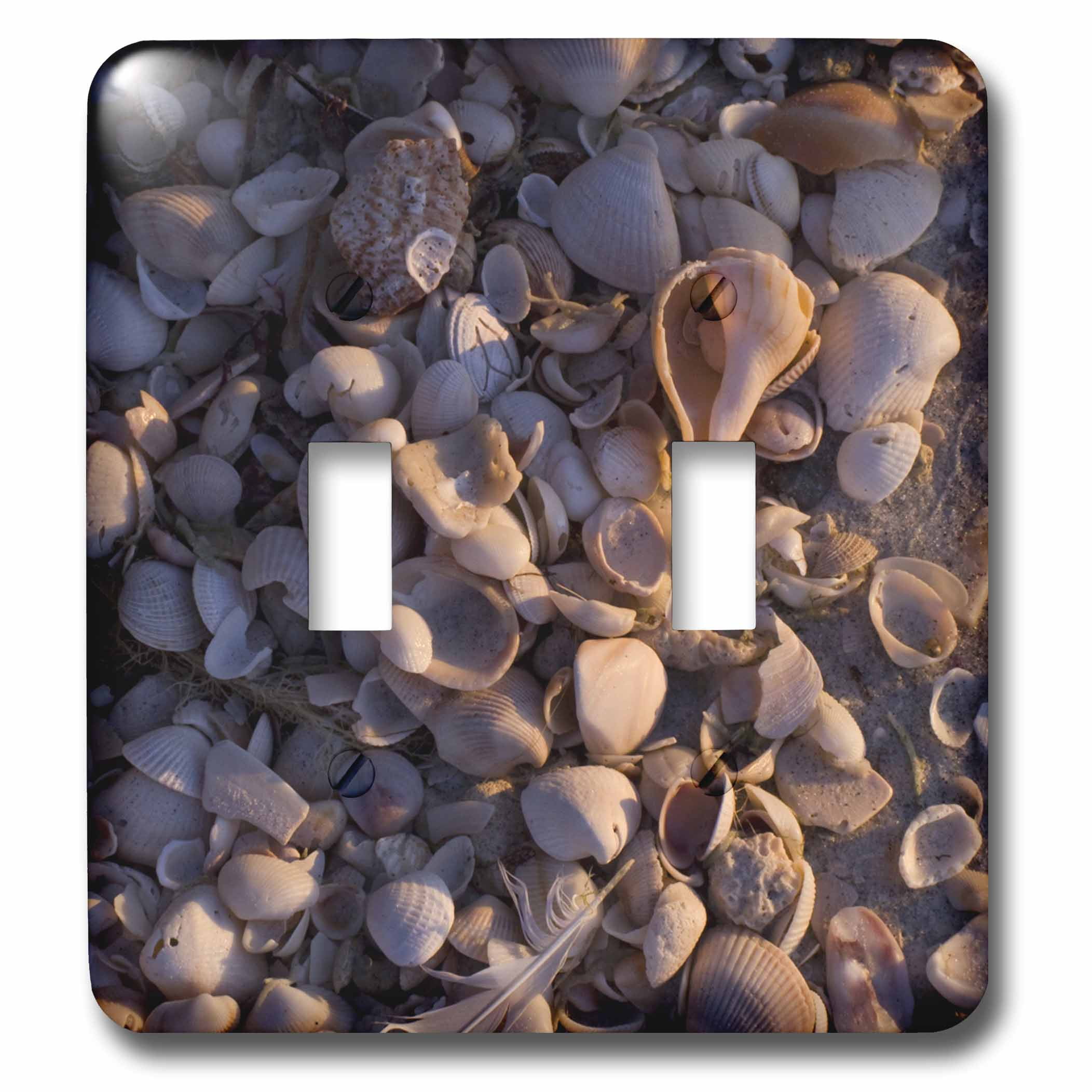 Sea shells, Captiva Island, Florida - US10 MPR0288 - Maresa Pryor ...