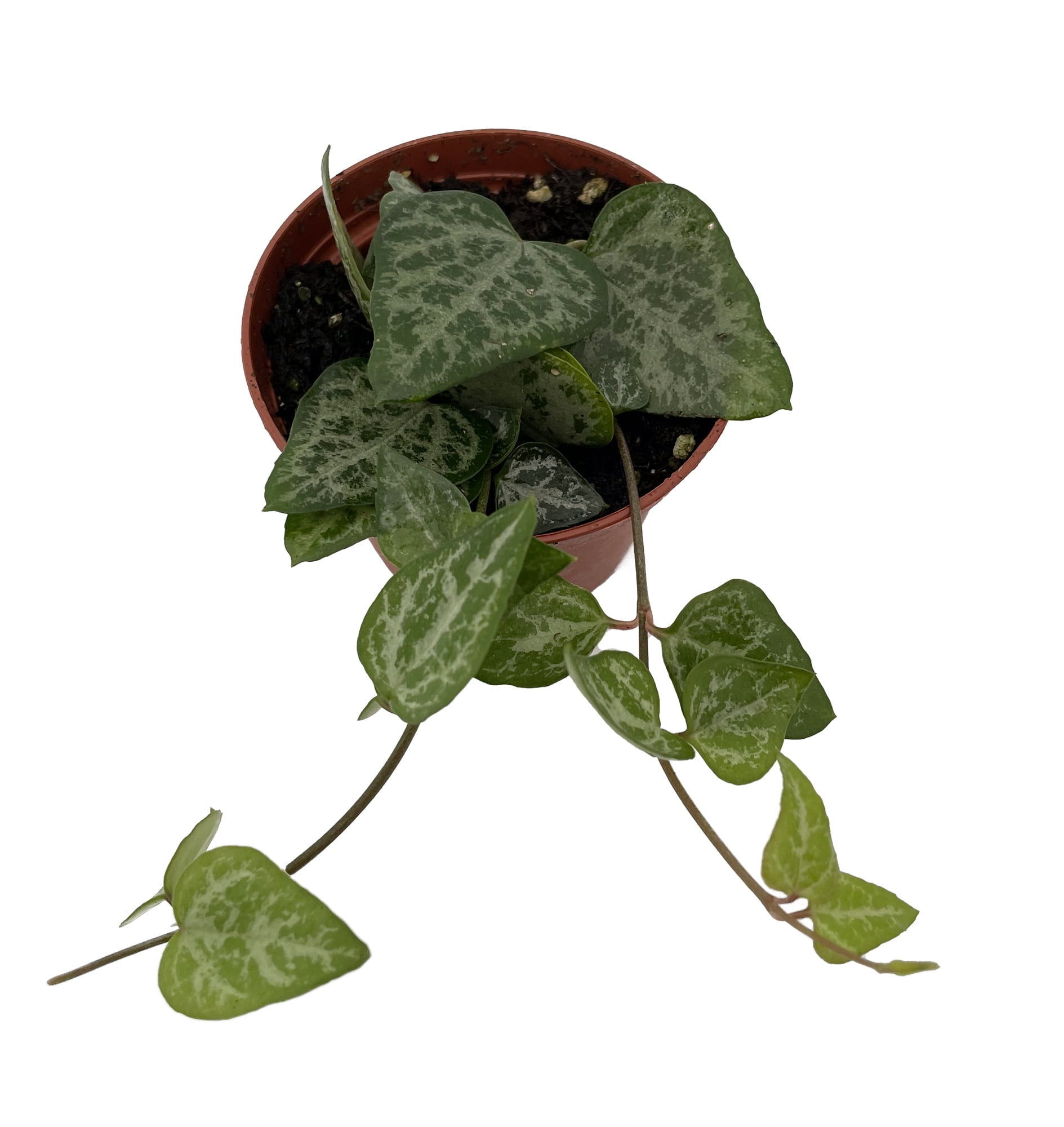 String of Arrows - Ceropegia woodii - 2.5" Pot - Collector's Series ...