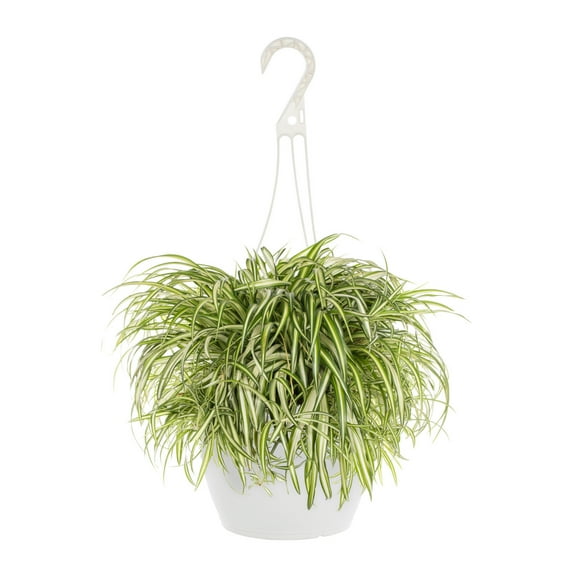 Expert Gardener 1.5gal Green Boston Fern Live Plant for Hanging Baskets ...