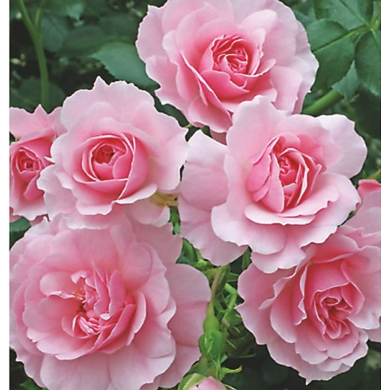 Pink Rose Bush
