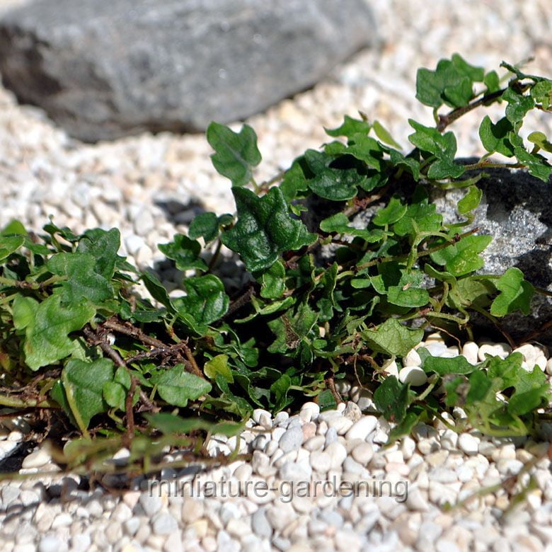 Ficus pumila, Quercifolia minima, Tiny Oak Leaf Creeping Fig - Walmart ...