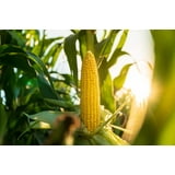 Seedville USA, 100 Iochief Yellow Sweet Corn Seeds, Zea Mays, Golden ...