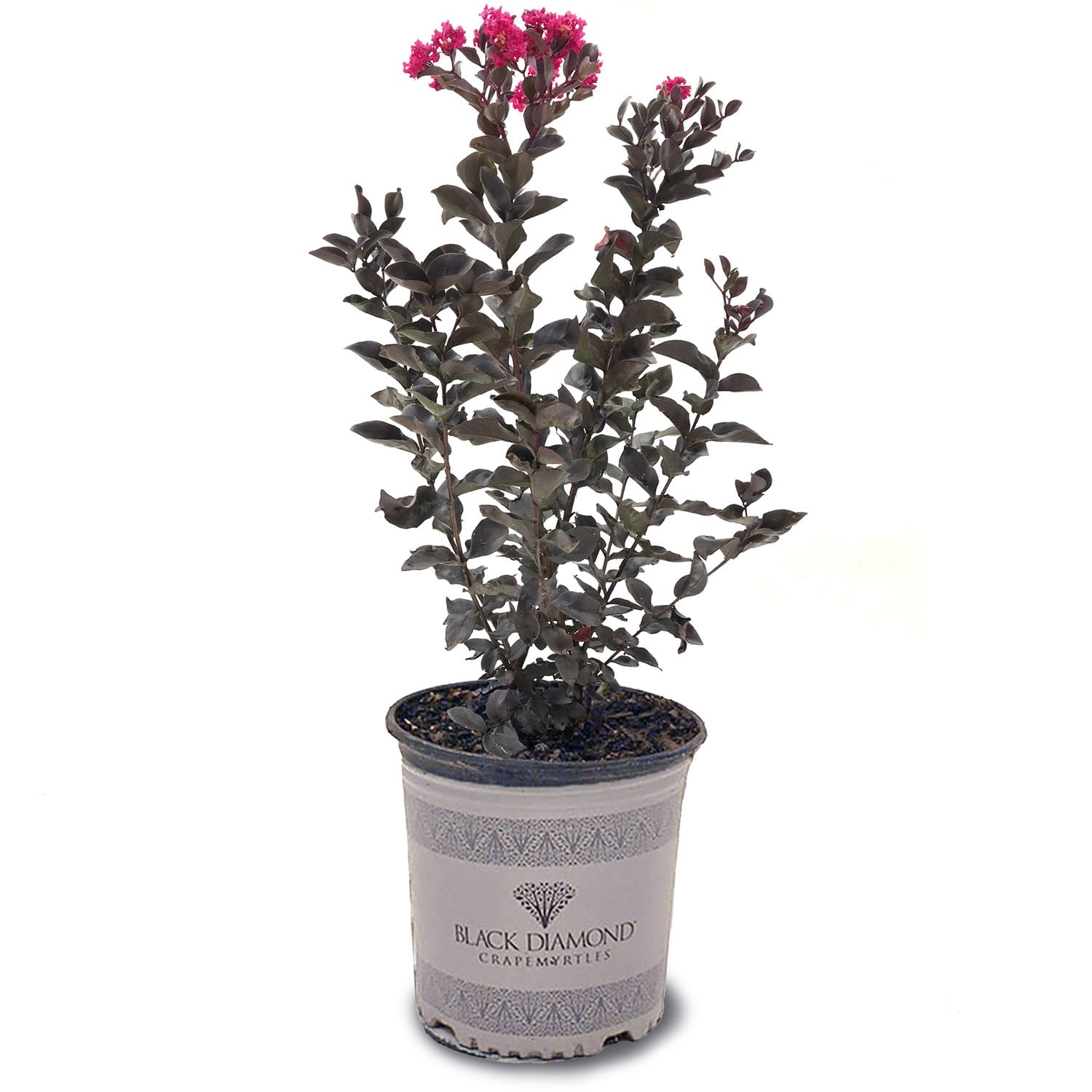 Black Diamond Blooms 18" Mystic Magenta Crape Myrtle Live Plant with ...