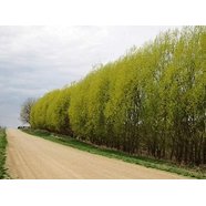 Red Flame Willow Trees - Burning Bush - Fast Growing and Stunning Color ...