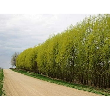 Easy Plant, Low Maintenance Outdoor Live Ready: 2 Hybrid Poplar Trees ...