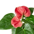 Anthurium 'Pink', 4" Pot, Indoor Houseplant, Easy Care, Live Plant for Indoor & Outdoor ...