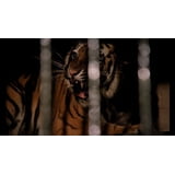 Wild Beasts (DVD) - Walmart.com