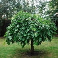 Mulberry Plant Live For Planting 5 To 8 Inch Tall, Sweet Mulberry Fruit ...