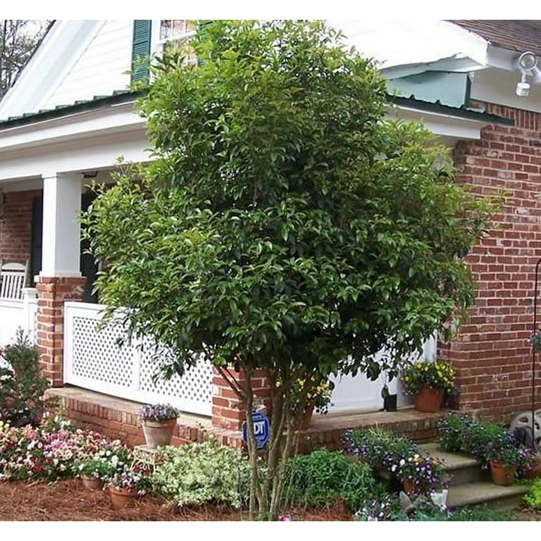 Tea Olive Tree Plant