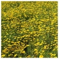 Everwilde Farms - 1 oz Picta Tickseed Native Wildflower Seeds - Gold ...