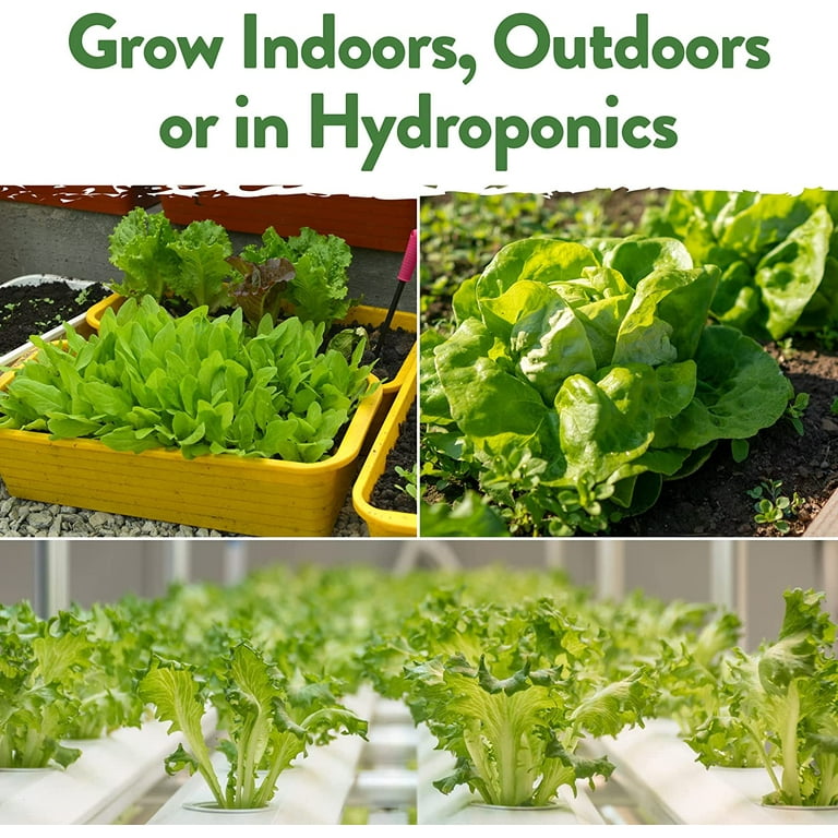 Hydroponic Lettuce Seedling