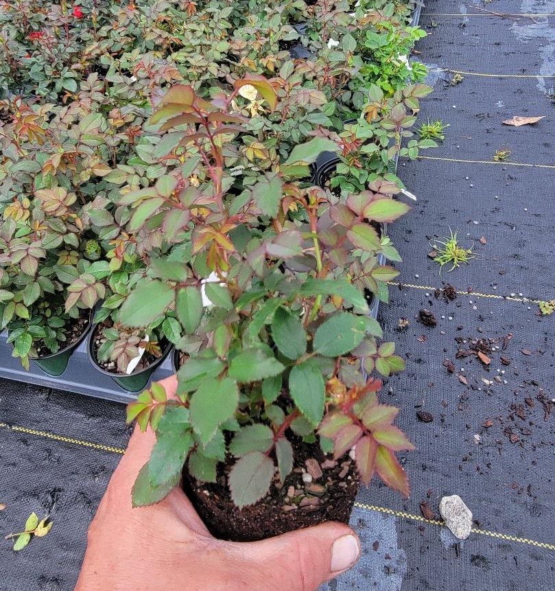 White Knock Out® Rose - Starter Plant ( 8m ) ( 1 live plant ) - Walmart.com