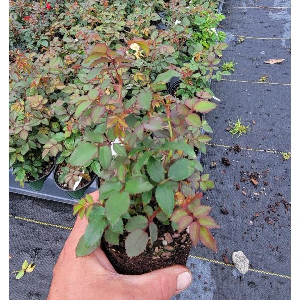 White Knock Out® Rose - Starter Plant ( 8m ) ( 1 live plant ) - Walmart.com