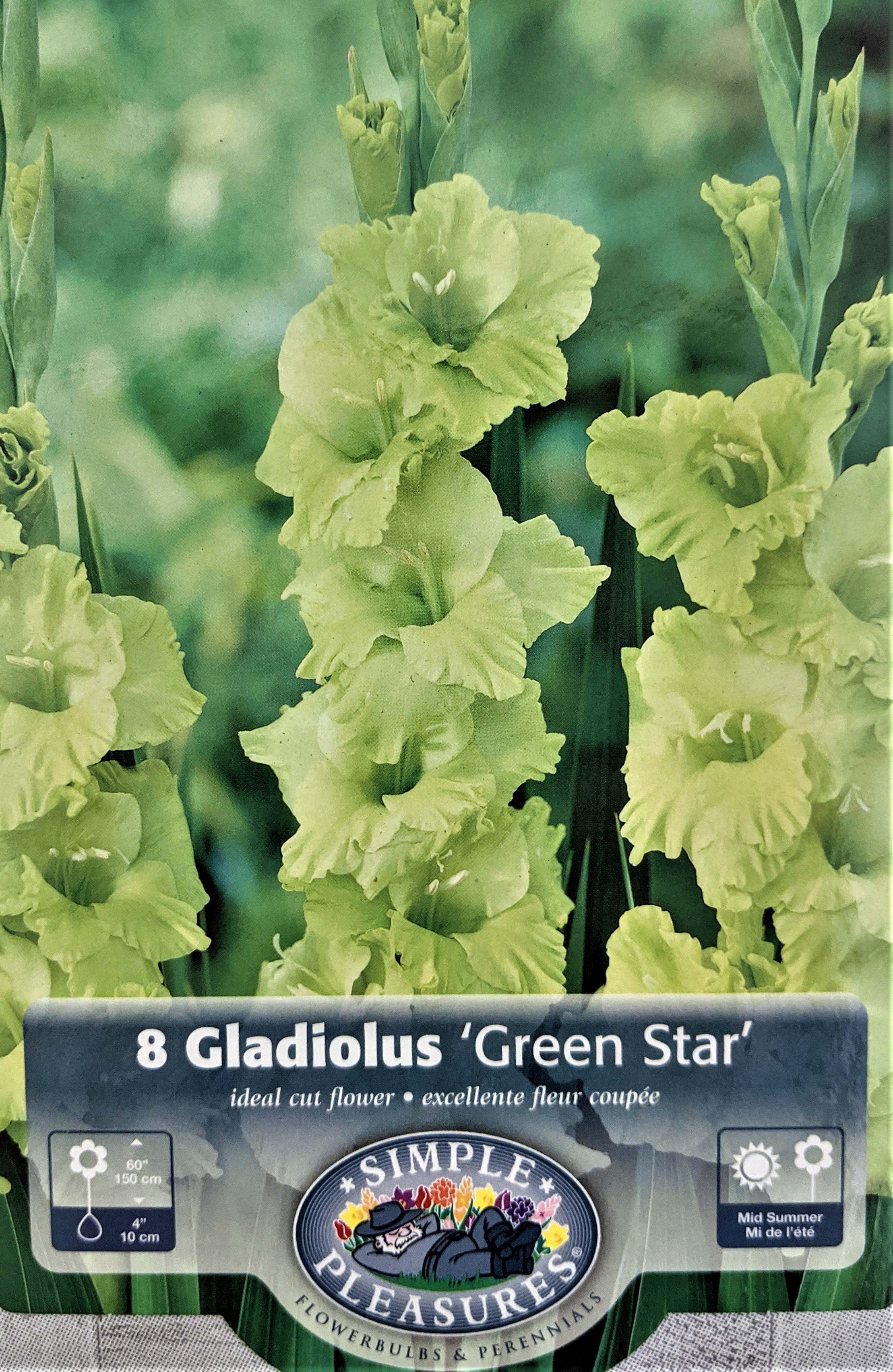 Green Star Gladiolus 8 Bulbs - Chartreuse Green - 14/+ cm Bulbs ...