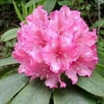 50 Rosebay RHODODENDRON Maximum White Pink Laurel Bush Shrub Flower ...