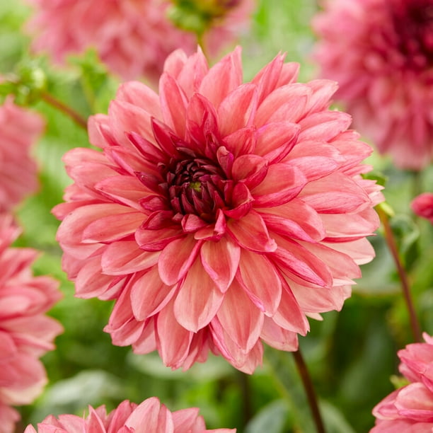 Flower Bulb Catalogues