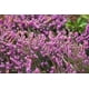 100 Scotch TRUE HEATHER Shrub Scot's Purple Pink Flower Calluna ...