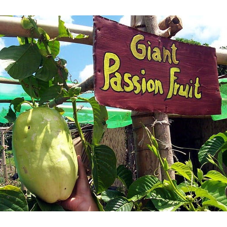 Granadilla Tree