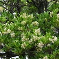 National Plant Network 3 Gal Viburnum Chindo Shrub with White Flowers ...