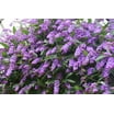 Ocean Spray Bush Seeds for Planting (50 Seeds) - Cream Bush, Holodiscus ...