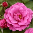 Own-Root One Gallon Love Potion™ Floribunda Rose by Heirloom Roses ...